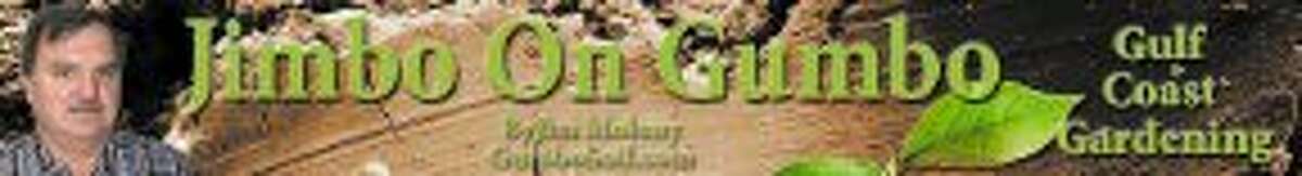 Gumbo soil: Easter Lily is gift that keeps on giving