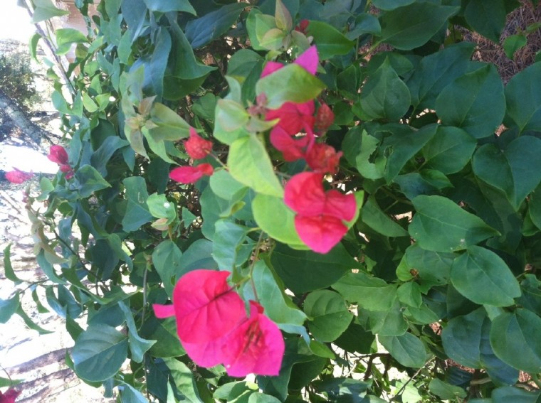 Gumbo Soil: blooming Bougainvillea, versatile palmetto