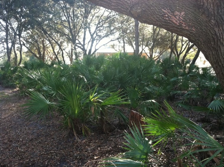 Gumbo Soil: blooming Bougainvillea, versatile palmetto
