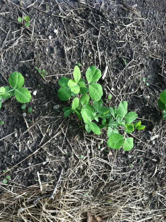 Gumbo soil: The readers dig in