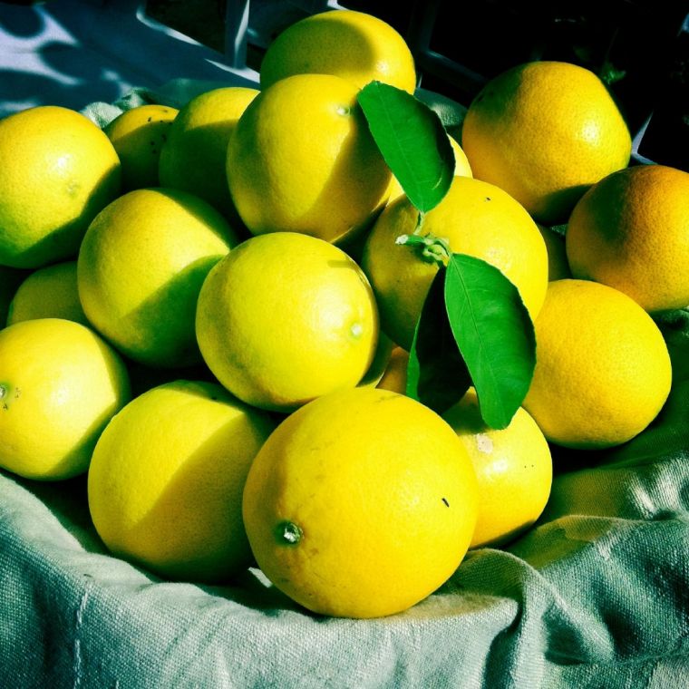 GUMBO SOIL: One theory behind citrus harvest rebound