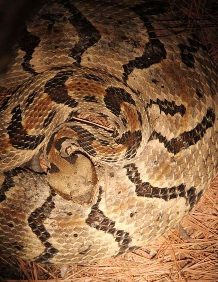 See the endangered, venomous and non-venomous snakes in Texas