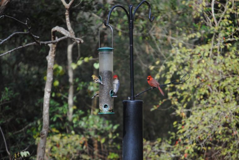 Get your feathers ruffled at area Edith L. Moore Nature Sanctuary
