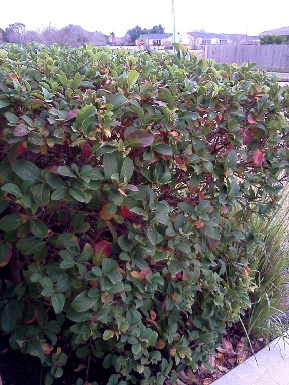 GUMBO SOIL: Time to harvest those seed pods for next season