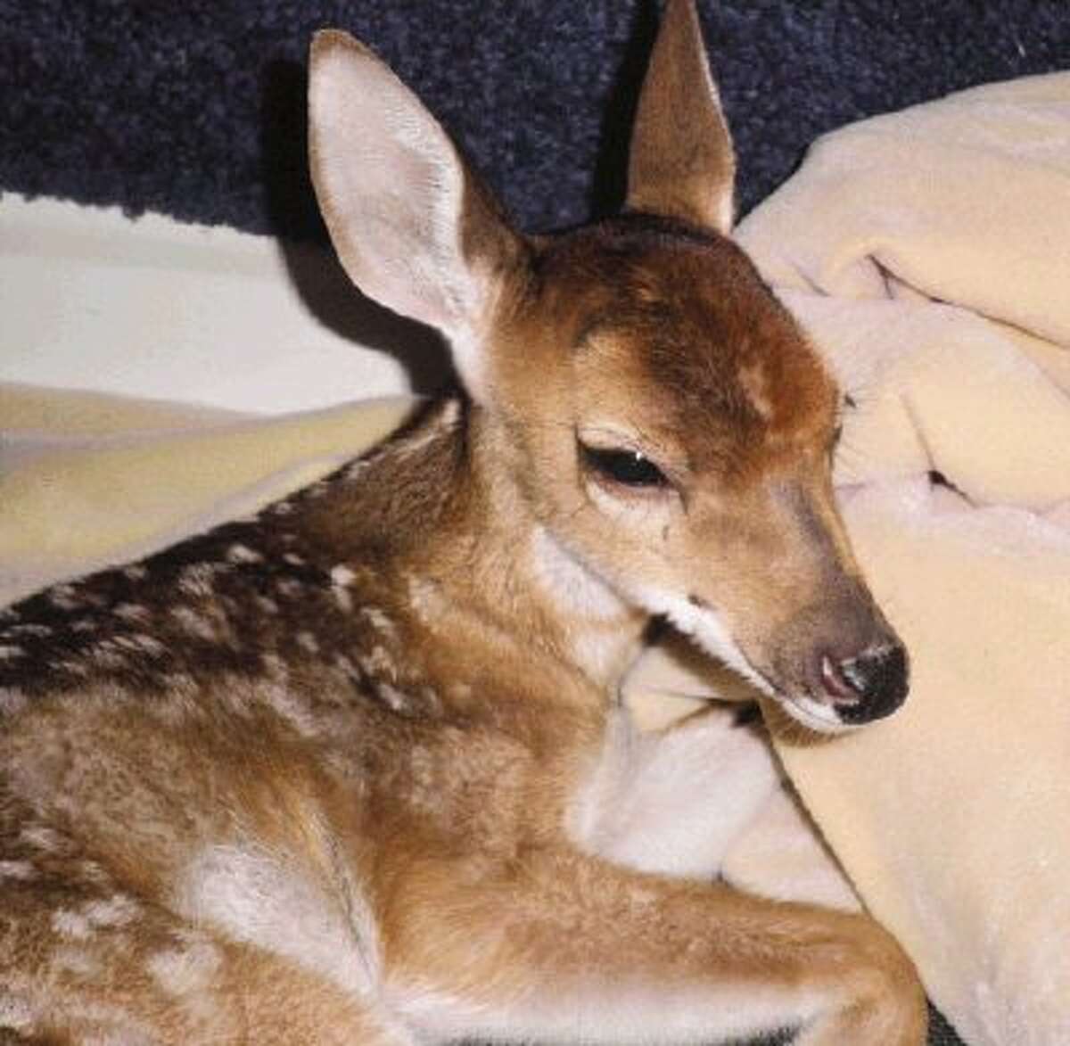 Wildlife group offers free animal rehab class