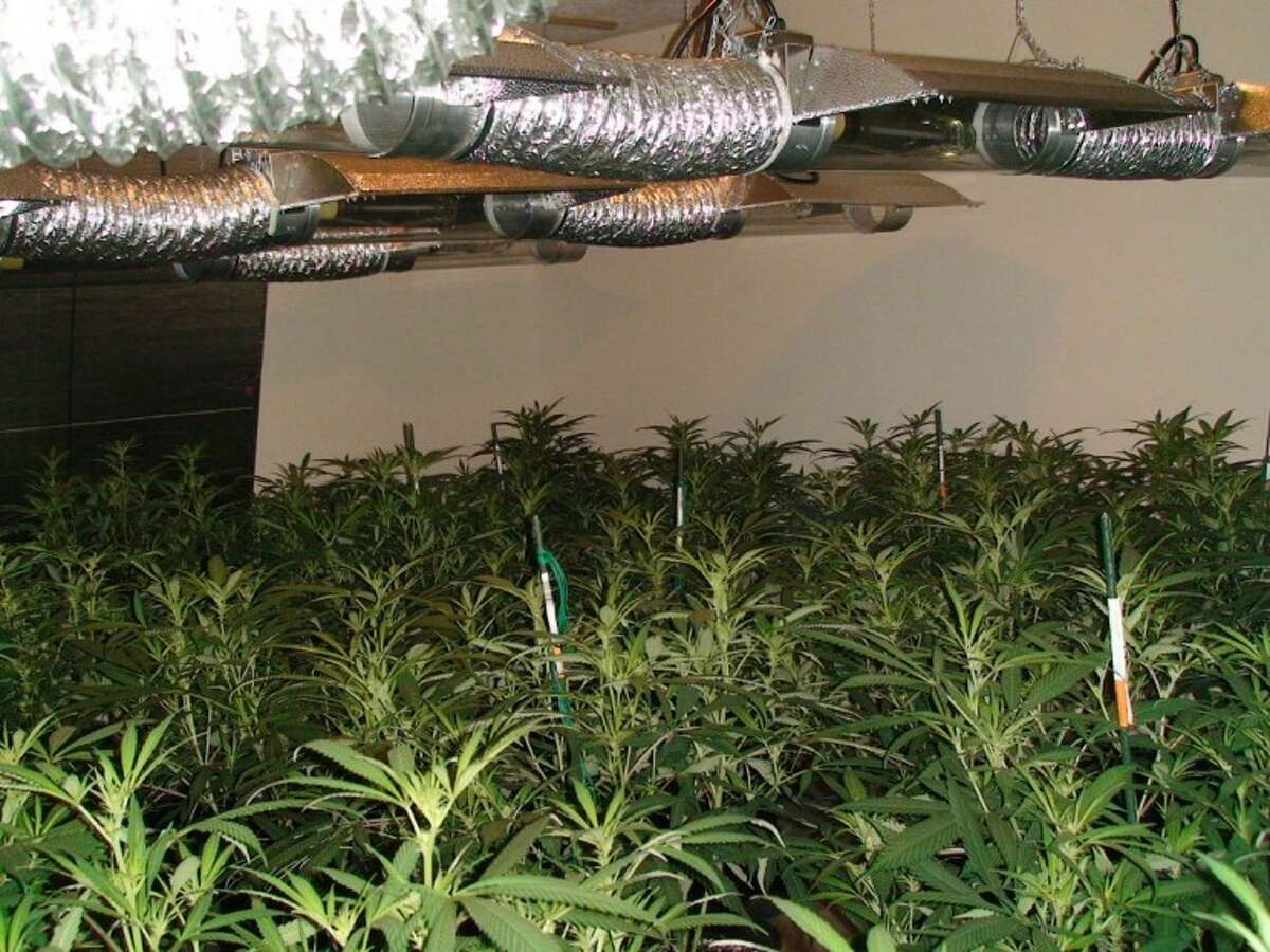 Investigators raid hidden indoor growing operation, 244 plants and 32 ...