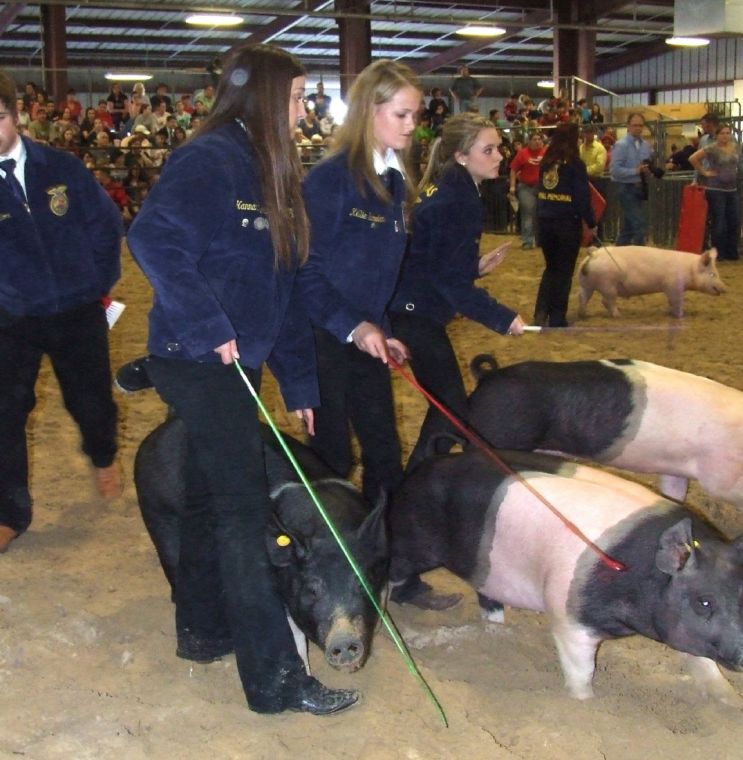 TOMBALL FFA: Here Piggy, Piggy