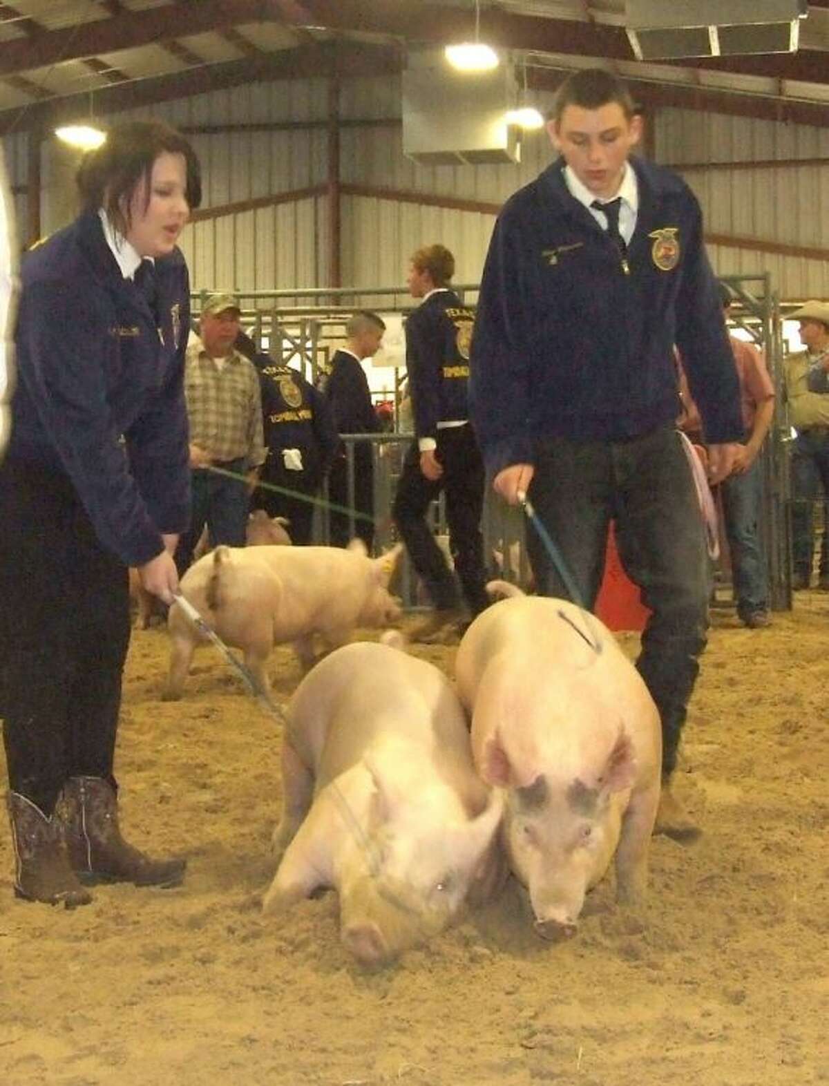 TOMBALL FFA: Here Piggy, Piggy TOMBALL FFA: Here Piggy, Piggy