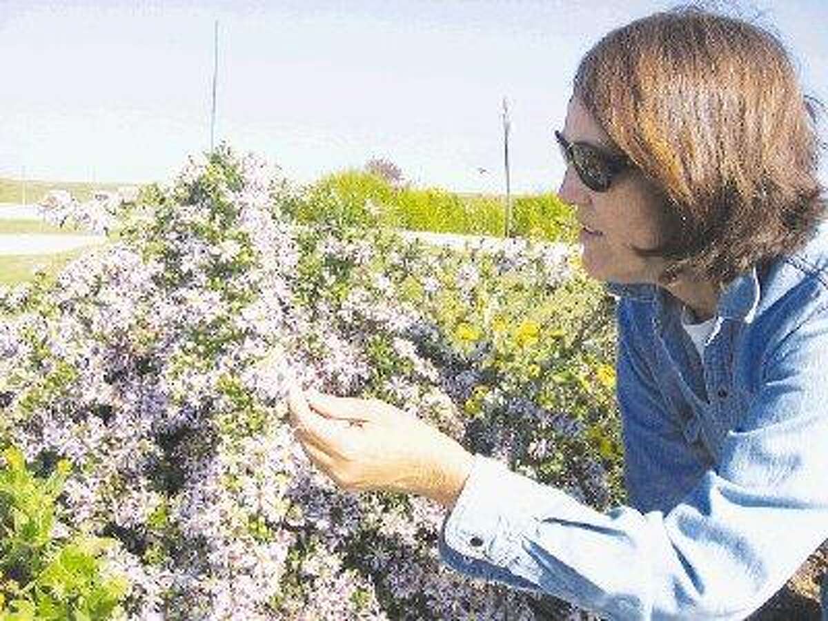 Walk in the Woods lecture will feature bees with expert Kim Bacon