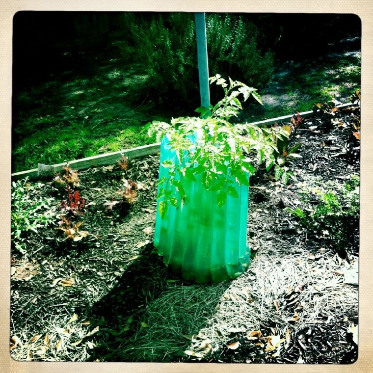 GUMBO SOIL: Not too early for tomatoes if you take precautions