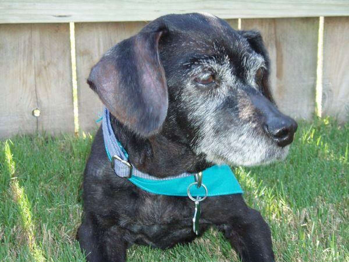 How Old Is The Oldest Dachshund