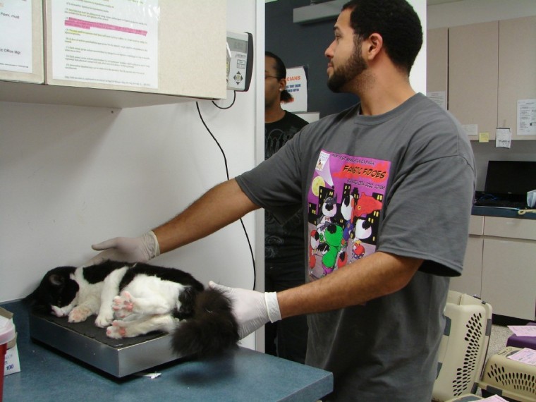 Humane Society neuters more than 600 cats during free Wednesday event