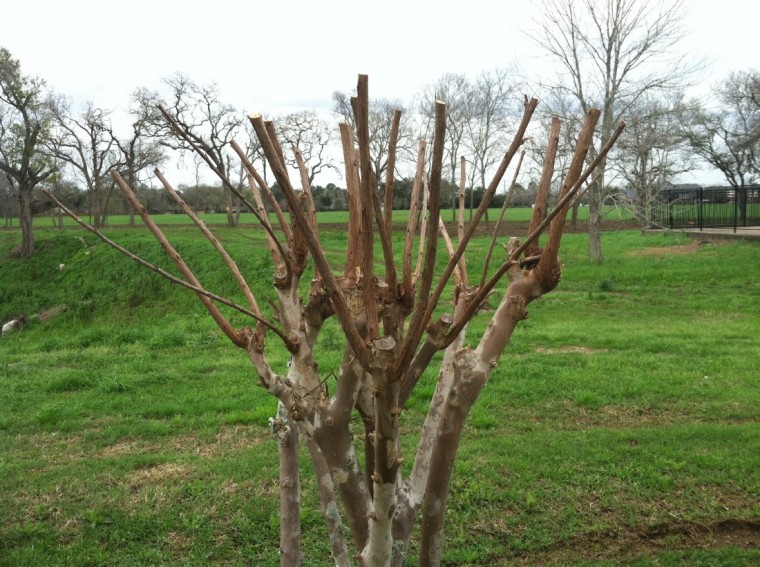 Gumbo Soil: Don’t be guilty of crape murder