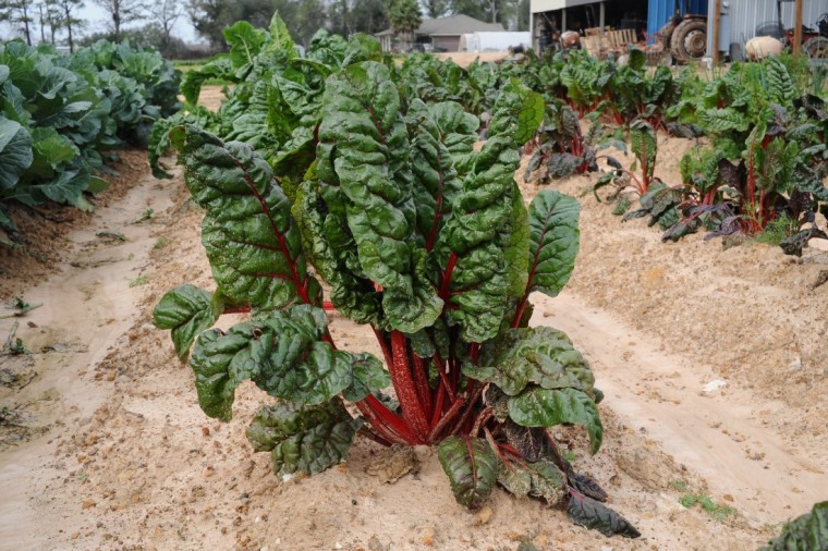For year round greens go with Swiss Chard
