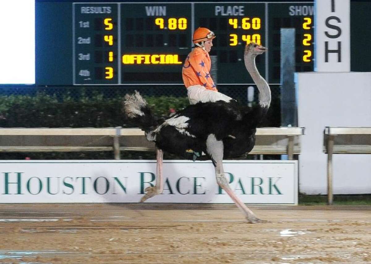 Camels, Ostriches and Horses; Oh My!