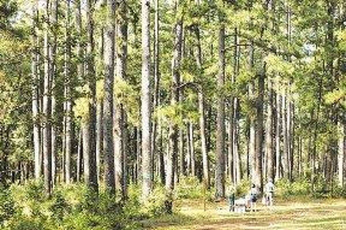 Jones State Forest provides education, recreation opportunities