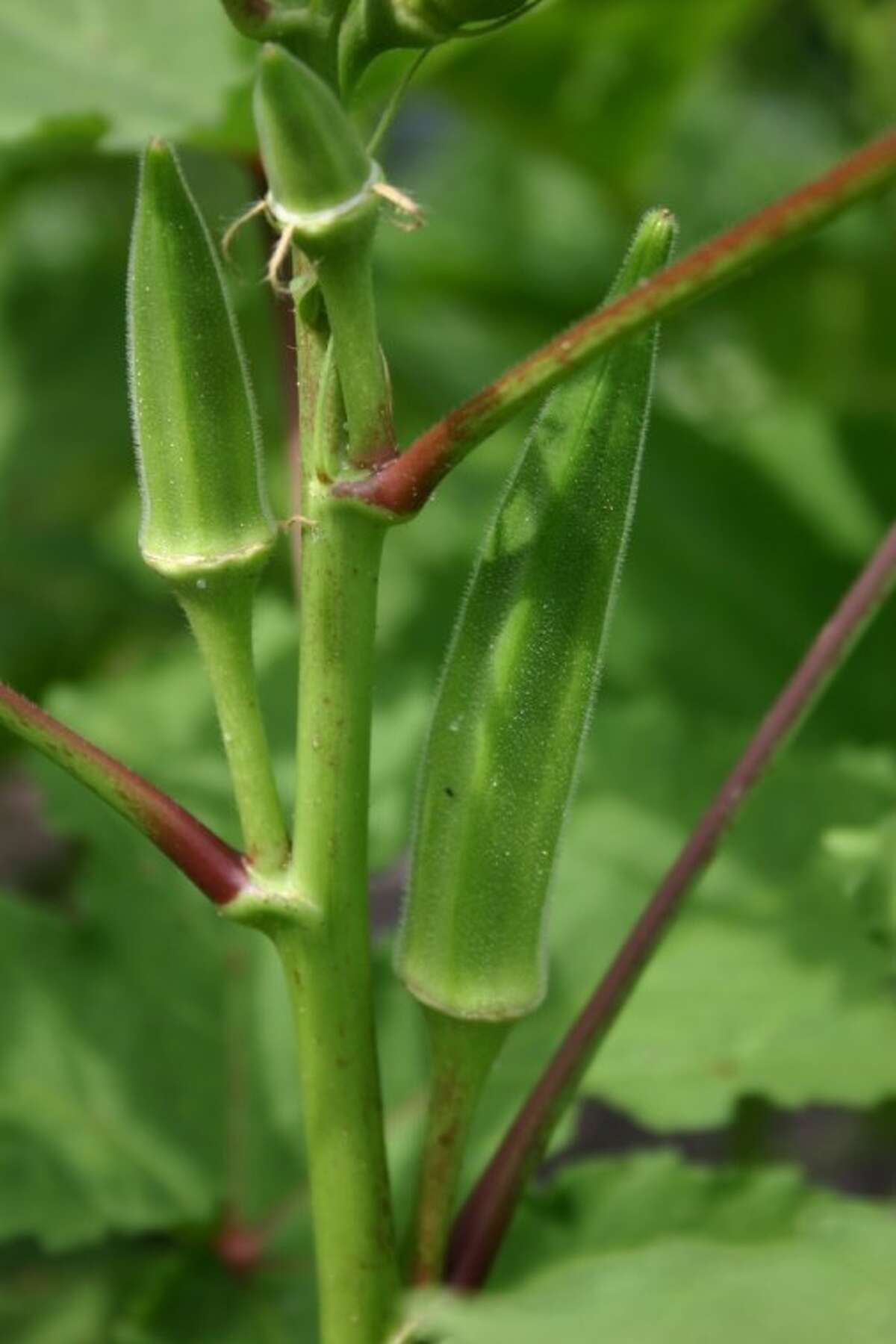 Okra: A southern food from Africa!