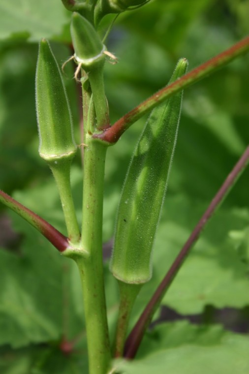 Okra: A southern food from Africa!