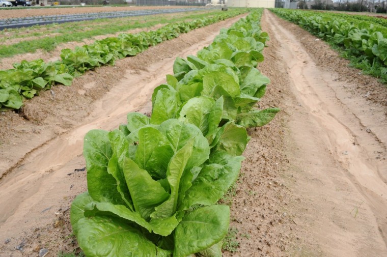 Texas latest state to be affected by E. coli outbreak linked to romaine ...