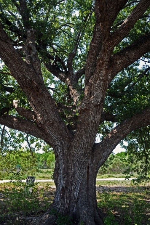 League City officials vote to uproot and relocate 100-year-old Compton Oak