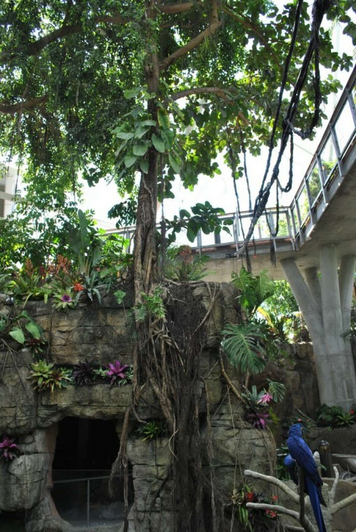 Moody Garden’s Rainforest Pyramid opens May 28