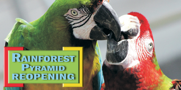 Revamped Rainforest Pyramid opens Saturday