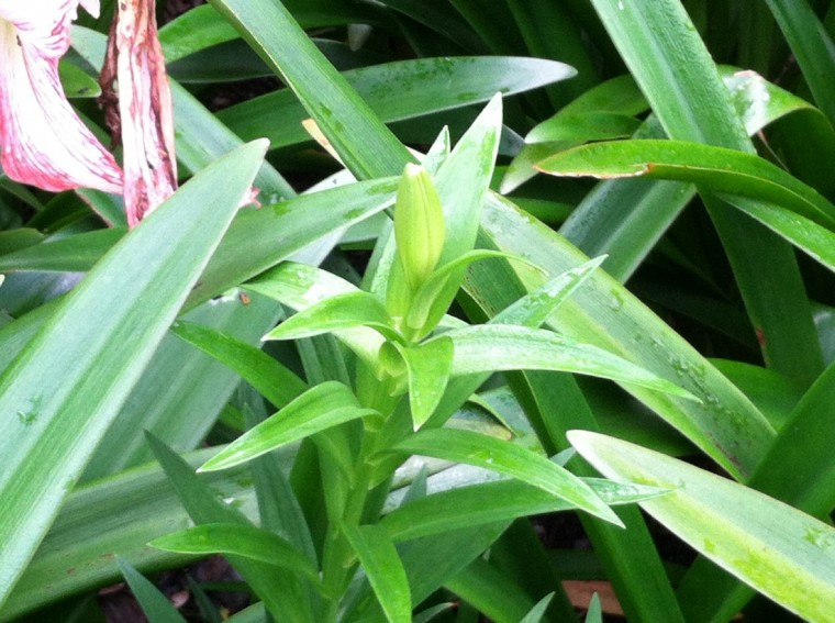 Gumbo soil: Easter Lily is gift that keeps on giving