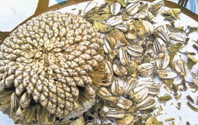Confessions of a seed freak
