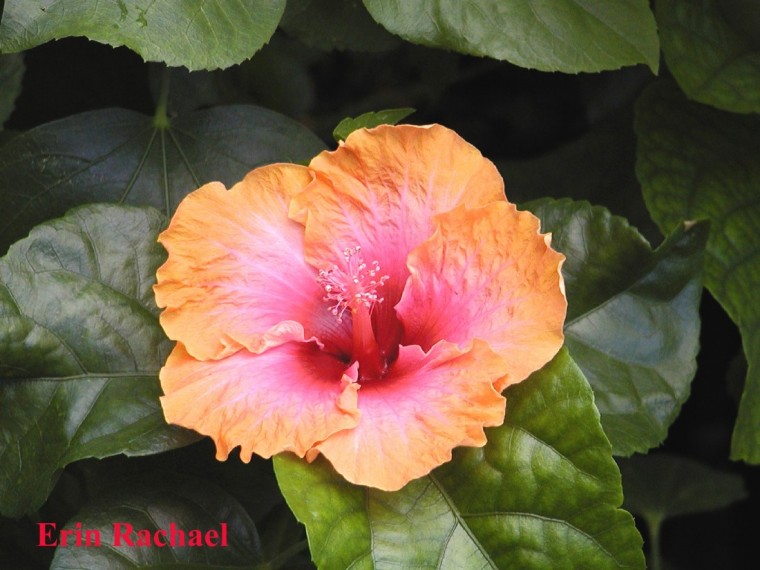 Space City hibiscus show returns April 22