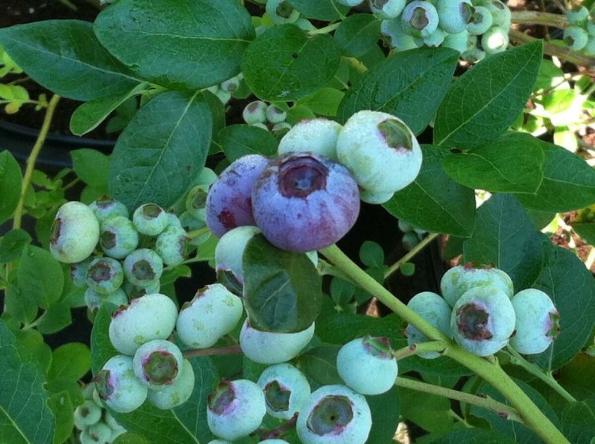 Gumbo Soil: Here’s one berry good plant for the garden