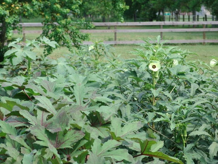 Gumbo Soil: Okra and sweet potatoes can be summer staples in your garden