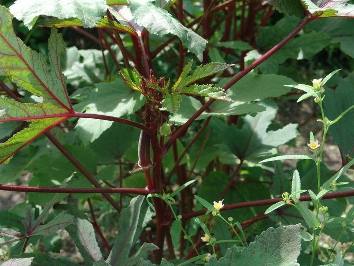 Gumbo Soil: Okra and sweet potatoes can be summer staples in your garden