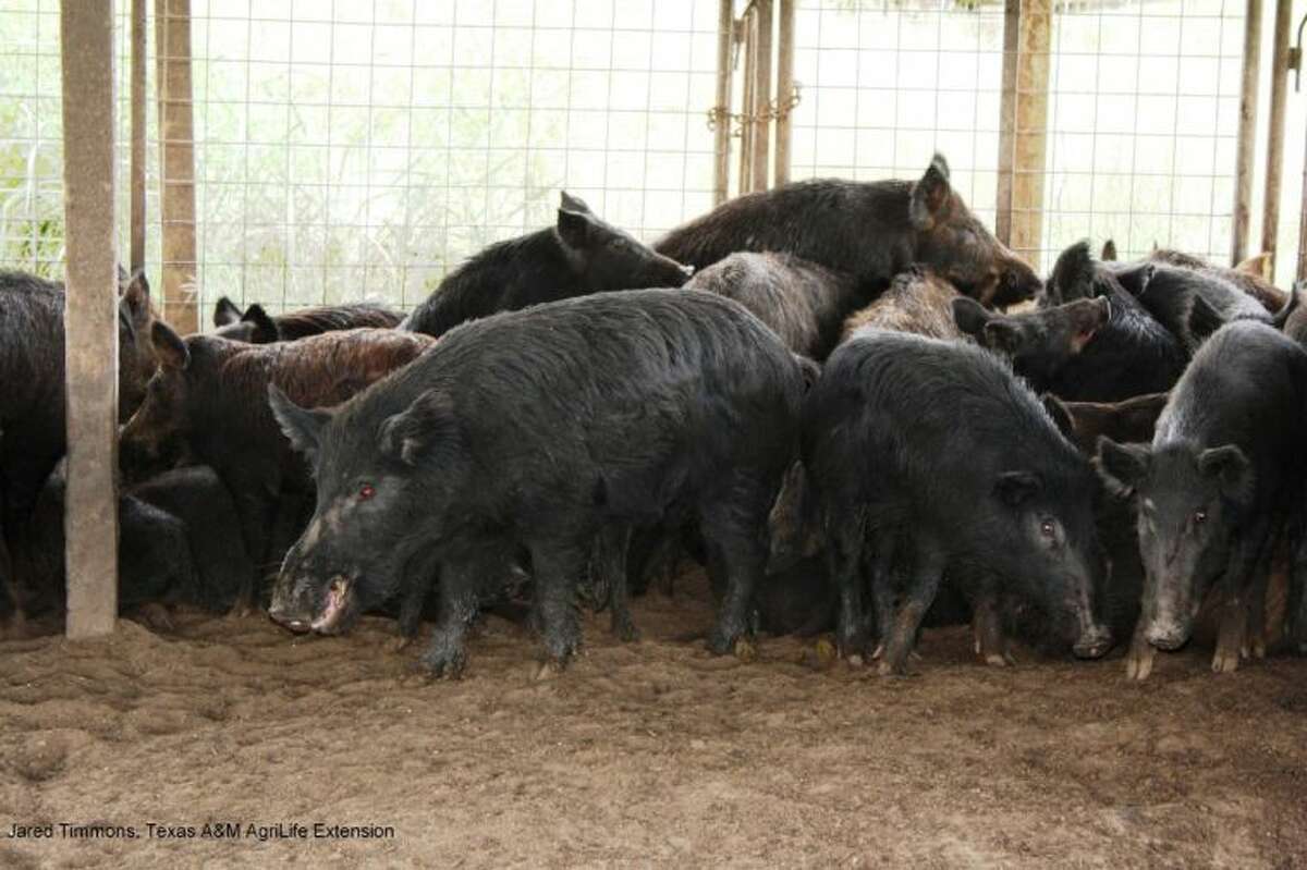 Gone wild: Hogs are damaging crops, contaminating water