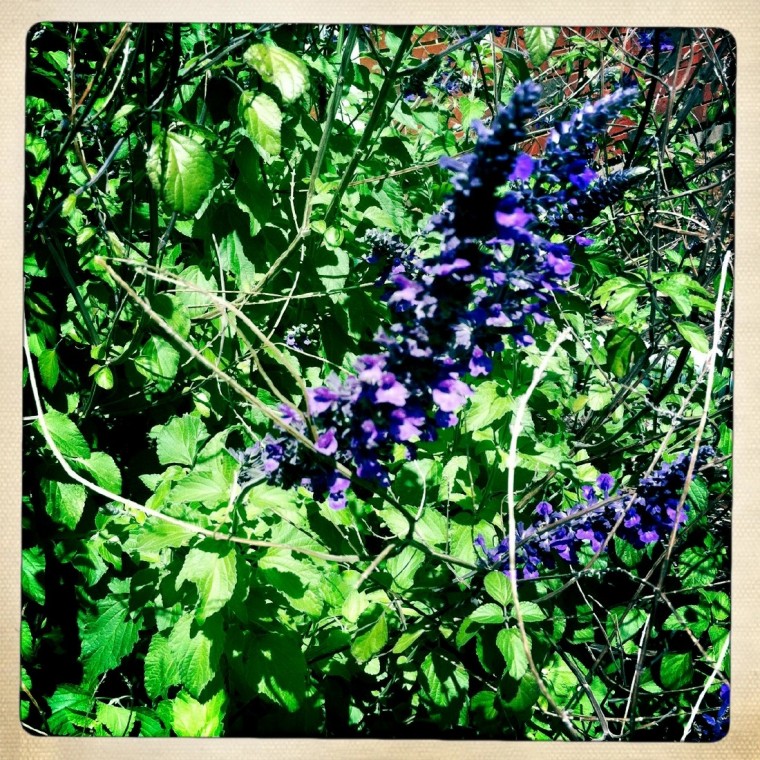 Gumbo Soil: Salvia’s the solution for summer color, what you need for a ...
