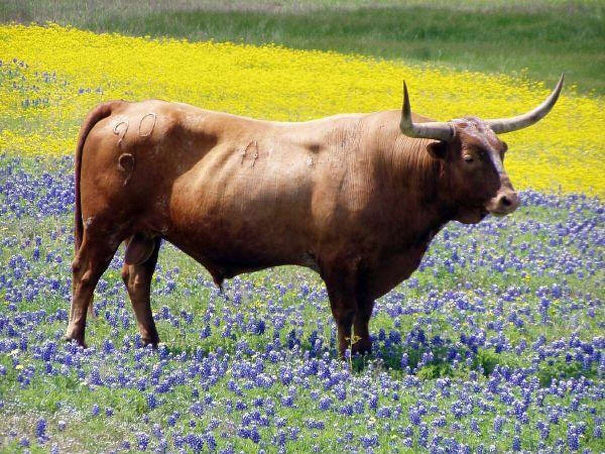 Longhorn rancher is long on success