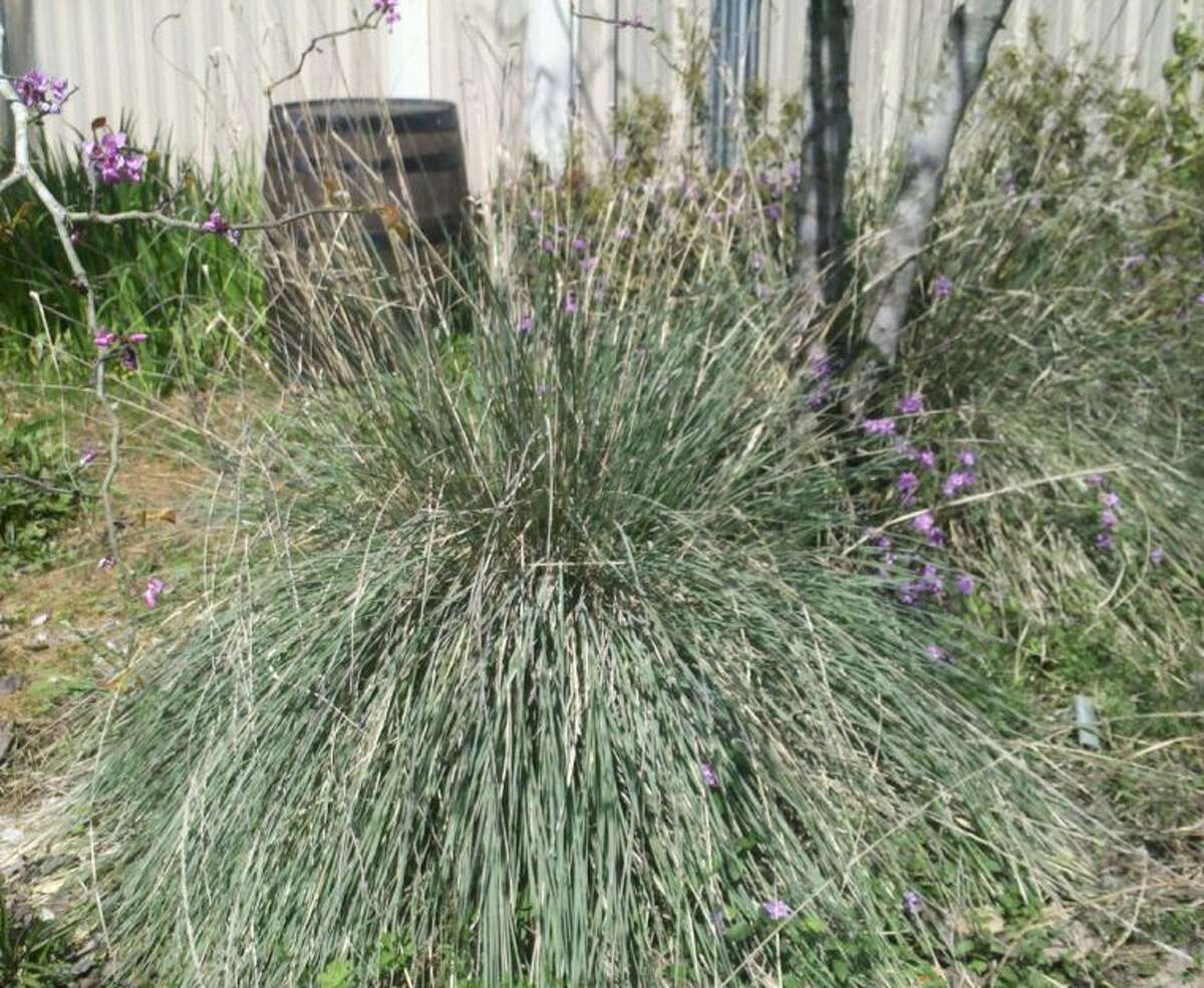 Muhly grasses make showy garden accents