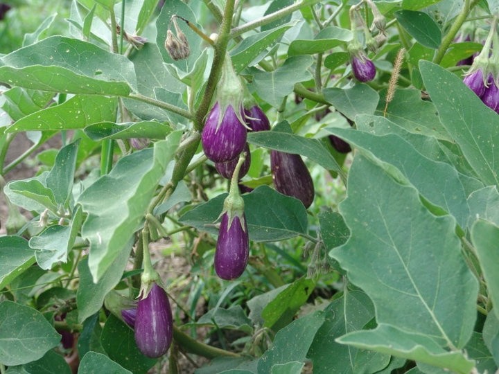Gumbo Soil: This Fairy Tale provides happy ending for eggplant search