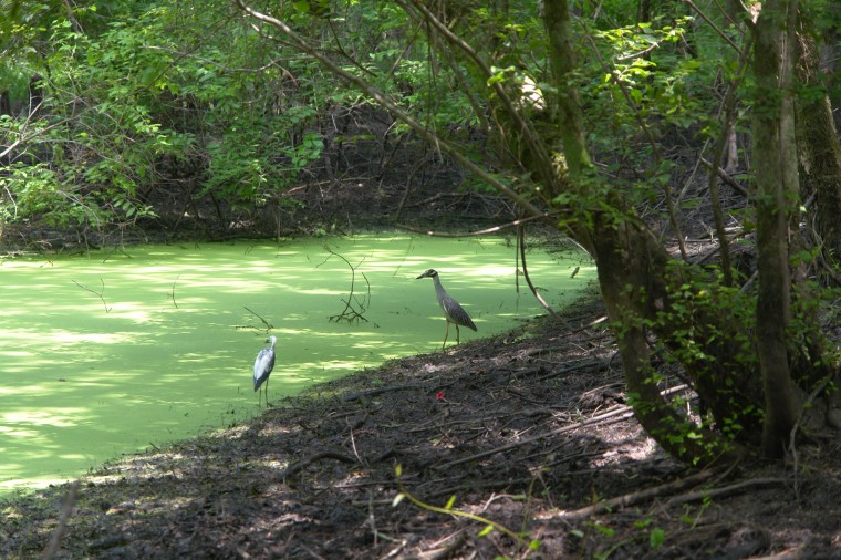 Jones Park tour is for the birds