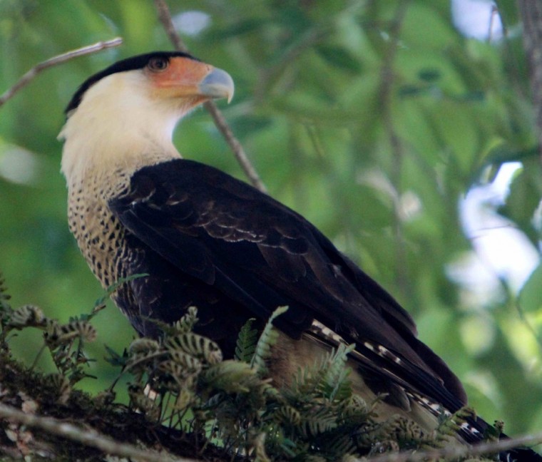 Mexico’s national bird found living in San Jacinto County