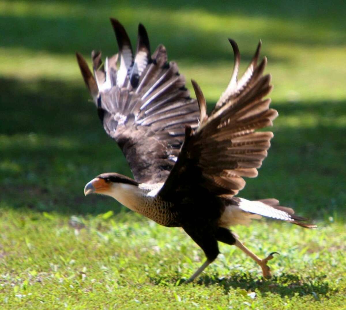 Mexico’s national bird found living in San Jacinto County