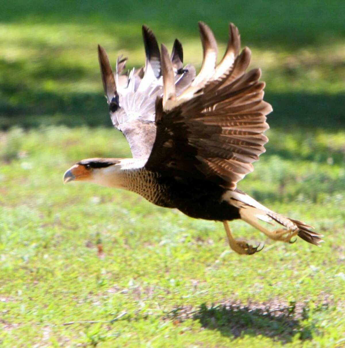 Mexico's national bird found living in San Jacinto County