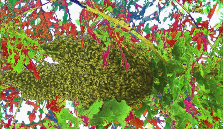 Bee swarms, some low insect populations may be drought related