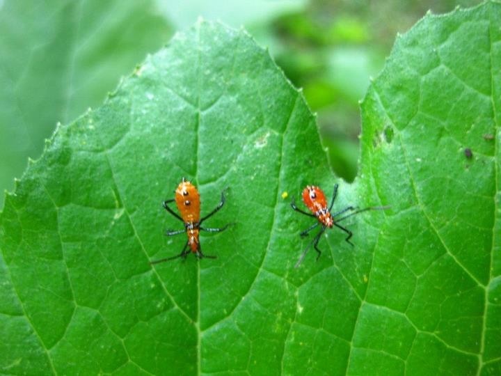 Gumbo Soil answers your questions about stink bugs, Bermuda invasion ...