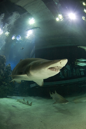July 30-31 is Shark Weekend at the Downtown Aquarium