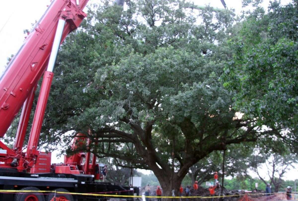 Photo Gallery: Enormous cranes lift 590,000 pound Compton Oak tree from ...
