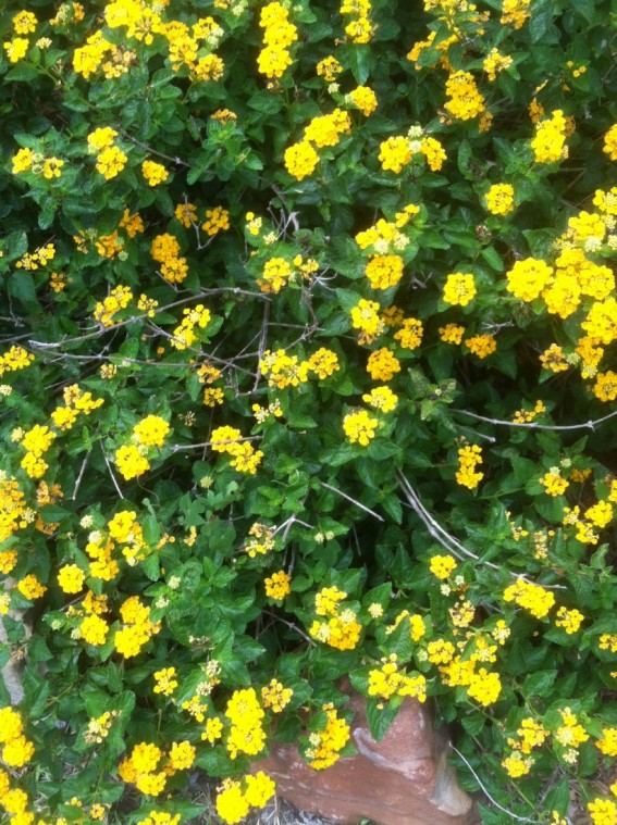 Gumbo Soil: An attractive ally in the garden for the fight against ...