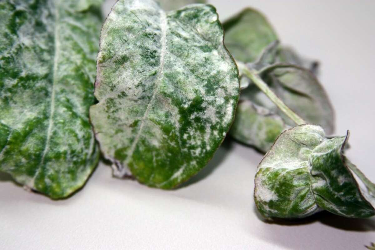 Gumbo Soil: An attractive ally in the garden for the fight against ...