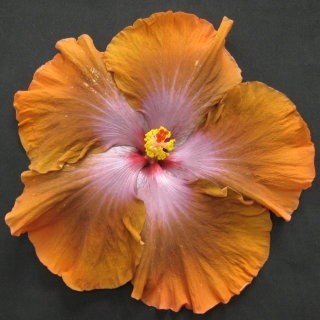 Gumbo Soil: No easy answers for some challenging garden problems