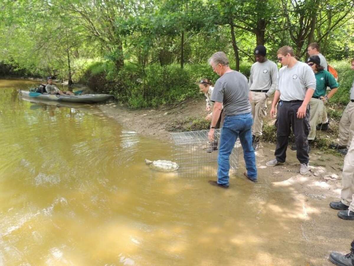 Alligator snapping turtle released on Trinity River Refuge