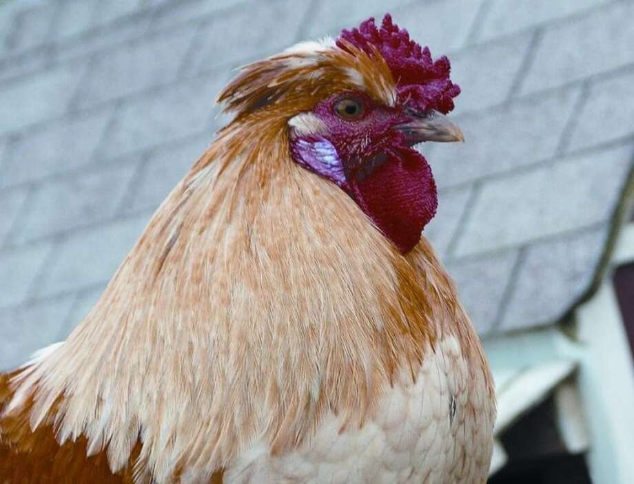 Chicken bandit evades capture - Houston Chronicle